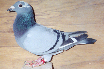 Barnhart & Son Lofts | Our History